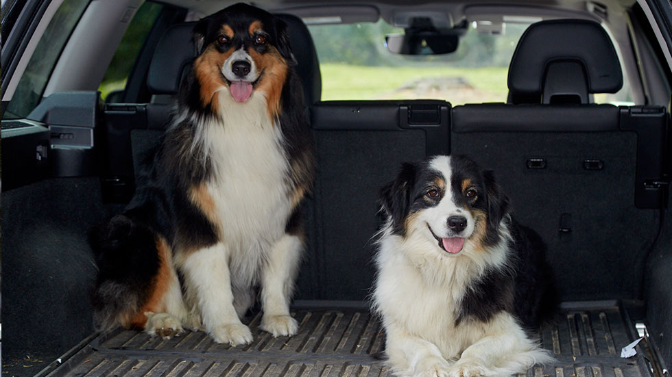 How to Make Your Dog Love (or at Least Tolerate) the Car | DogTails