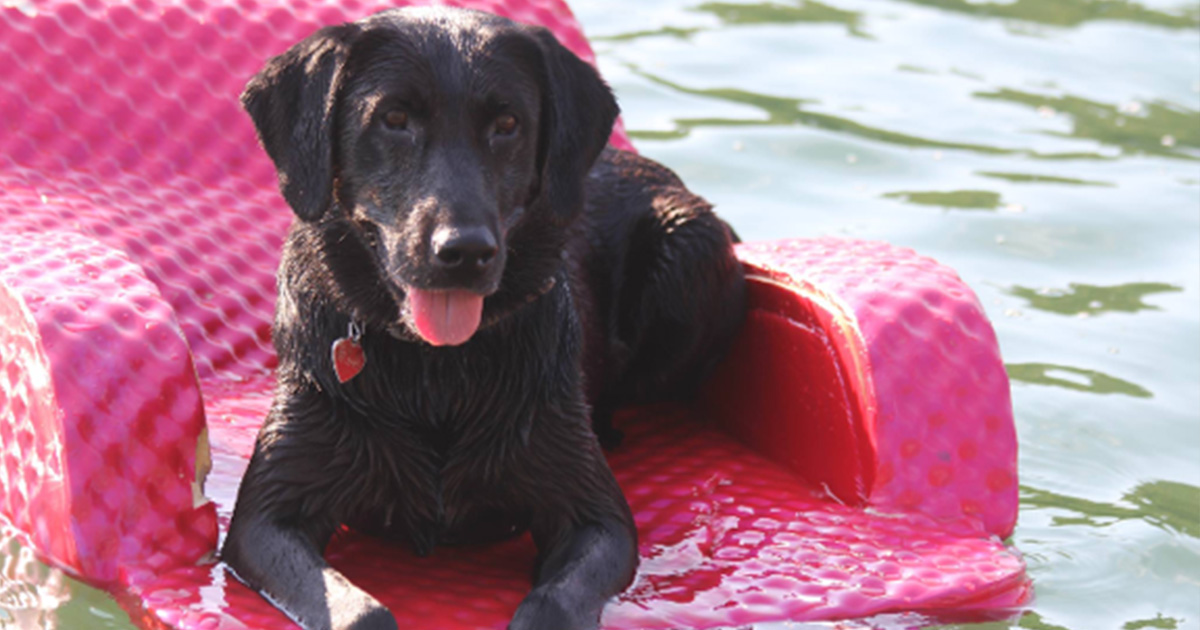 Pool and Beach Safety Tips for Dog Owners | DogTails