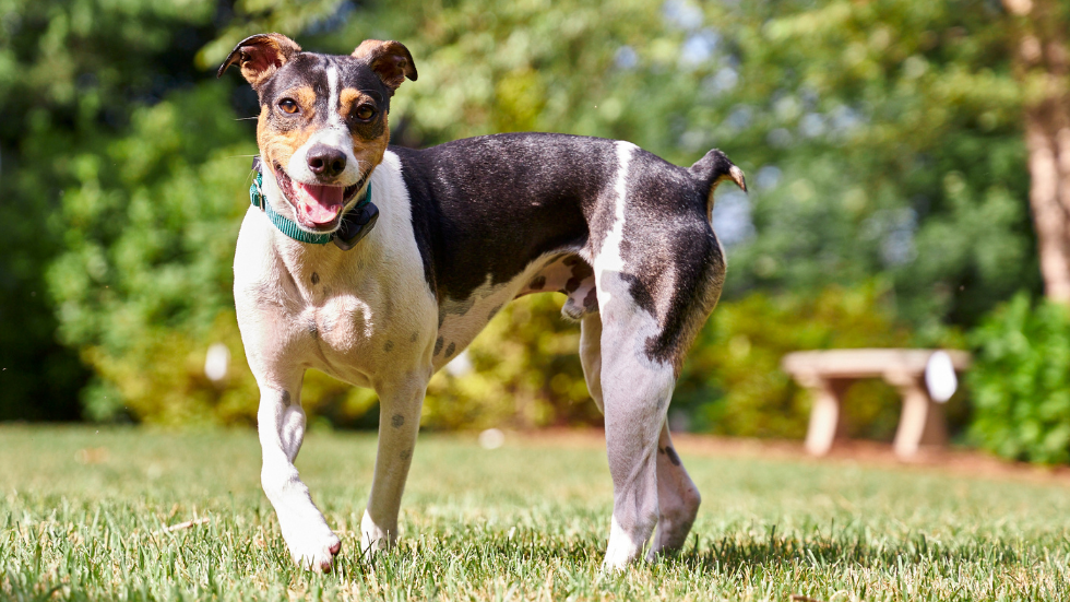 How To Help Your Dog Beat The Heat This Summer | DogTails