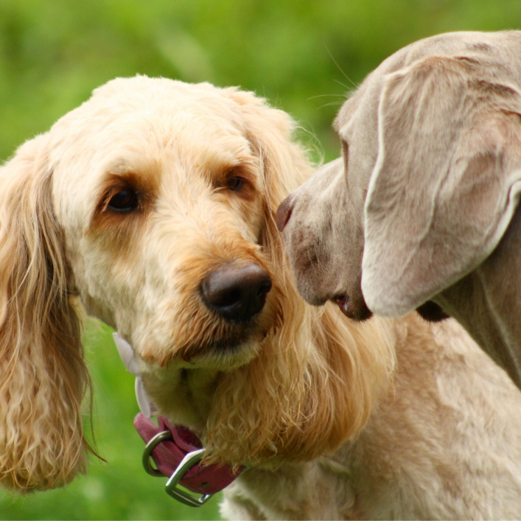 Introducing A Second Dog To Your Home: How To Prepare And Do It ...