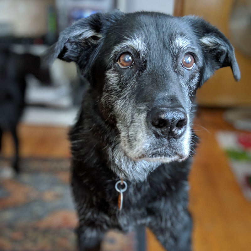How To Teach An Old Dog New Tricks: Yes, It’s Possible | DogTails