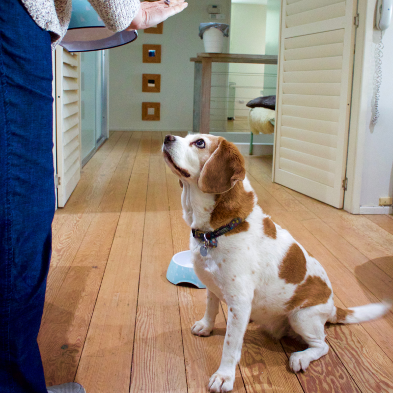 How To Teach An Old Dog New Tricks: Yes, It’s Possible | DogTails
