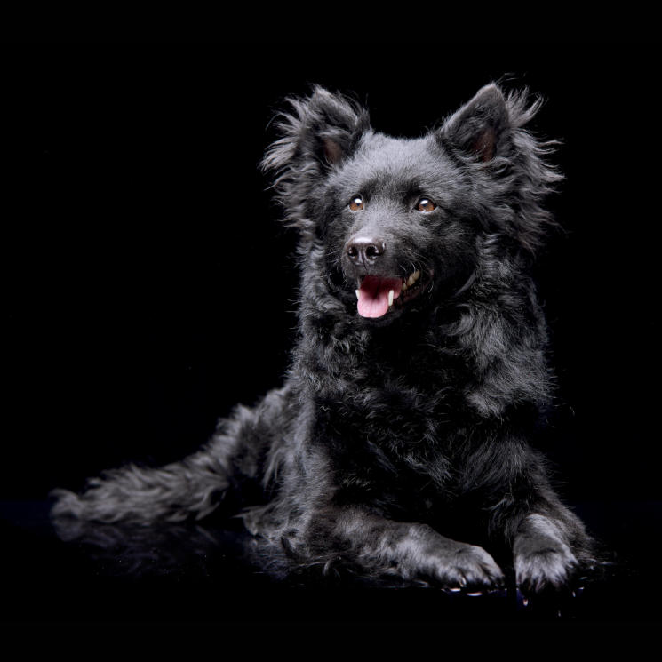 Meet the New Dog Breeds Recognized by AKC in 2022: Mudi and Russian Toy ...