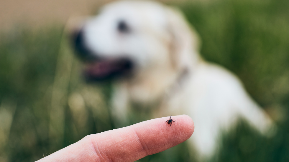 Ticked Off: How to Identify, Get Rid Of, and Prevent Ticks on Your Dog ...
