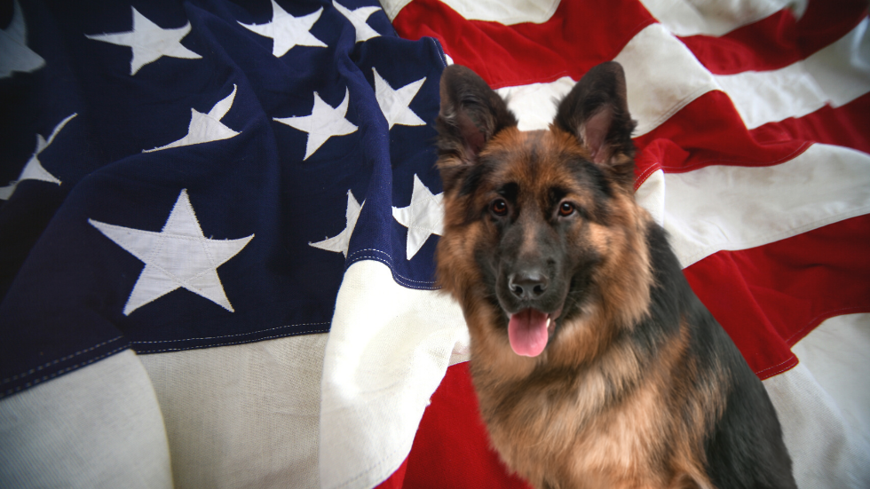 Canine Military Heroes: 5 Important Service Dogs Who Should Be ...