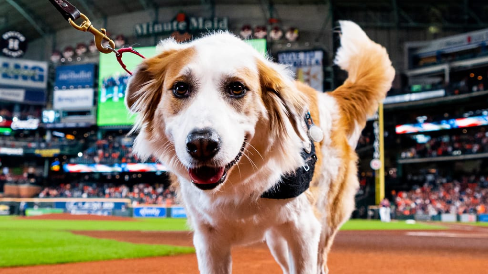 Dog-Friendly Major League Baseball Games for the 2024 Season | DogTails