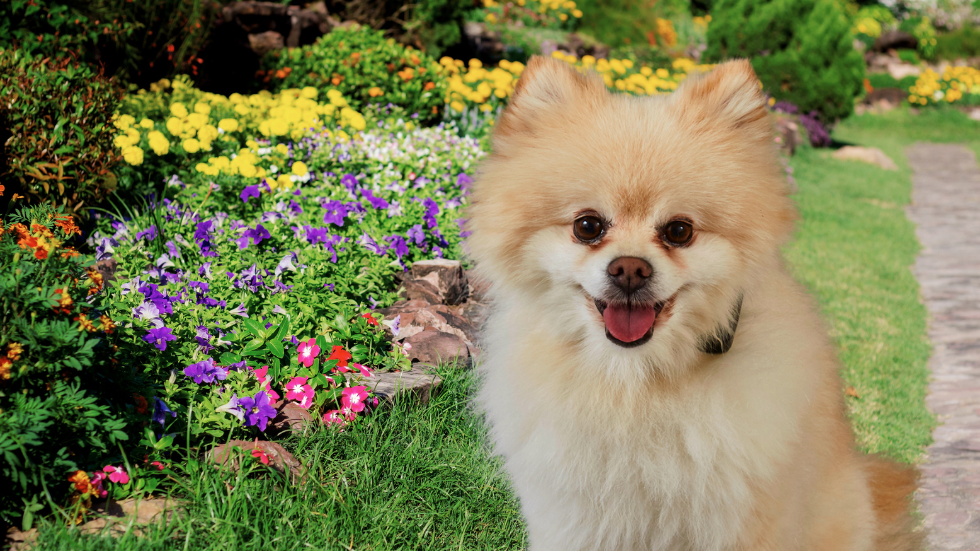 5 Common Spring Hazards and How To Keep Your Dog Safe From Them | DogTails