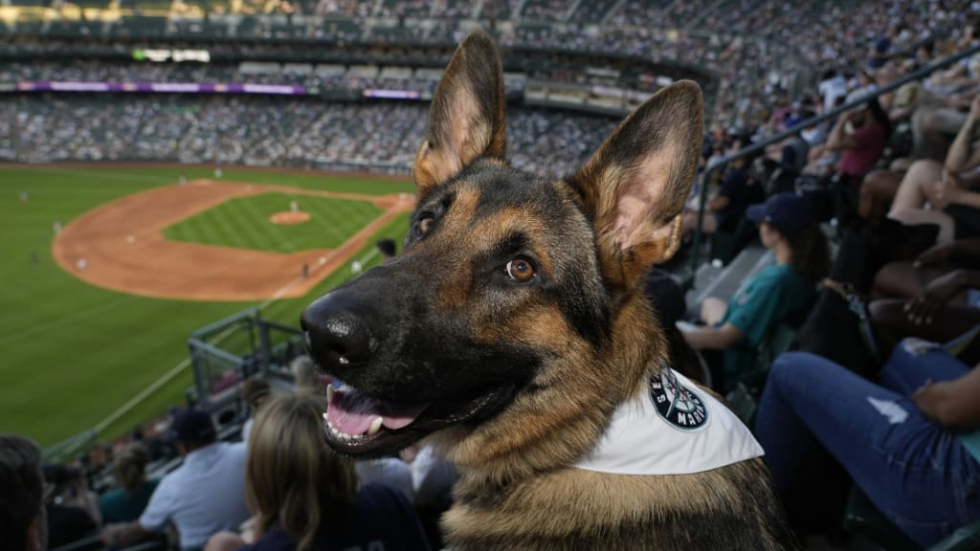 Dog-Friendly Major League Baseball Games for the 2025 Season | DogTails