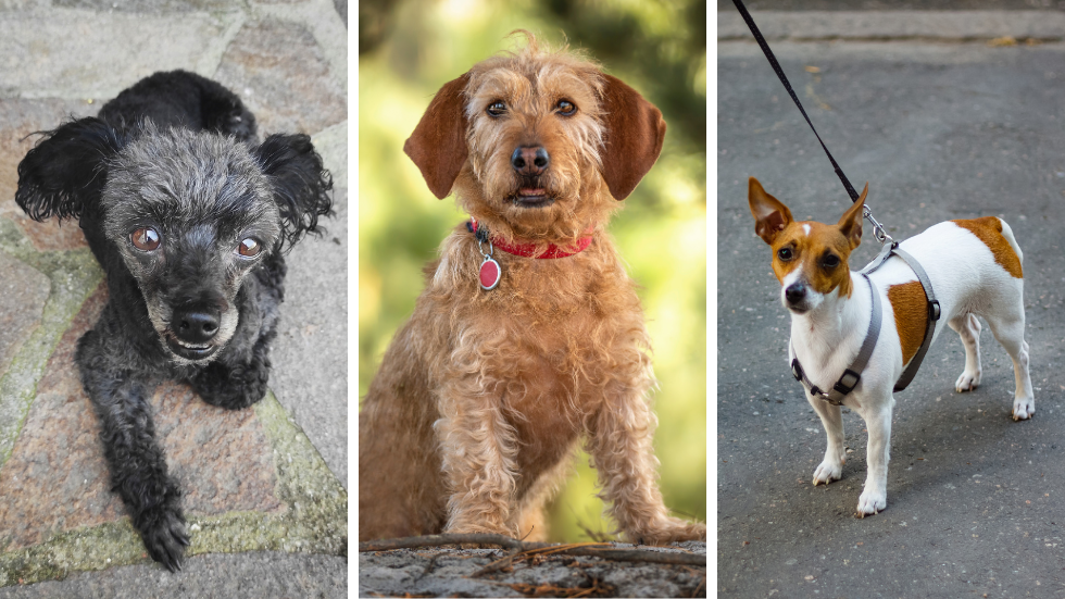 Meet the Three New Dog Breeds Recognized by AKC in 2026 | DogTails